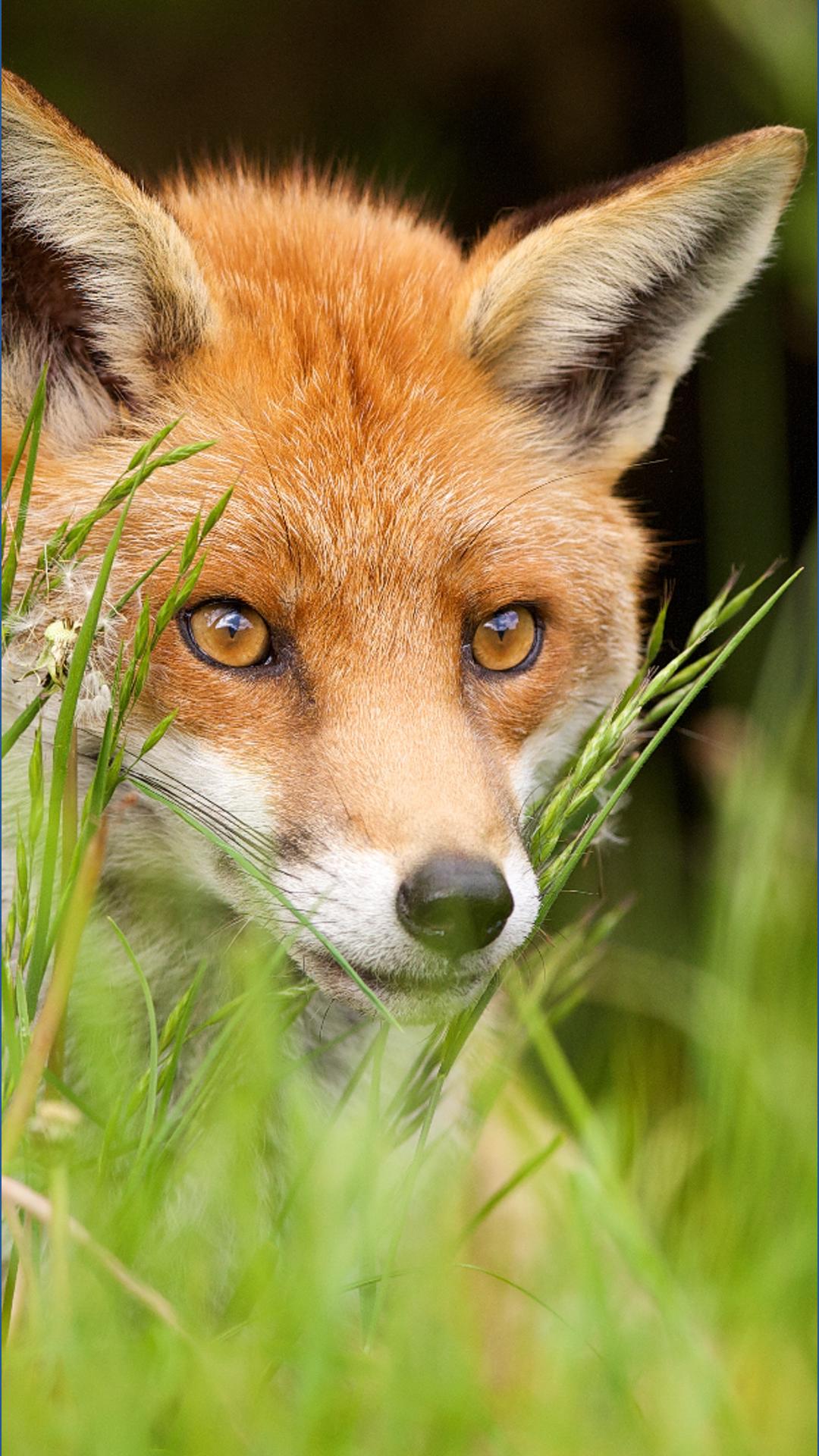 Fourth and fifth fox test positive for rabies in Bexar County, health ...