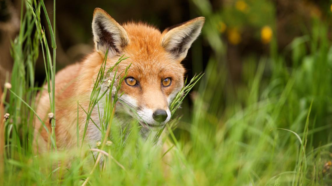 Wild fox tests positive for rabies in Atascosa County; two people ...