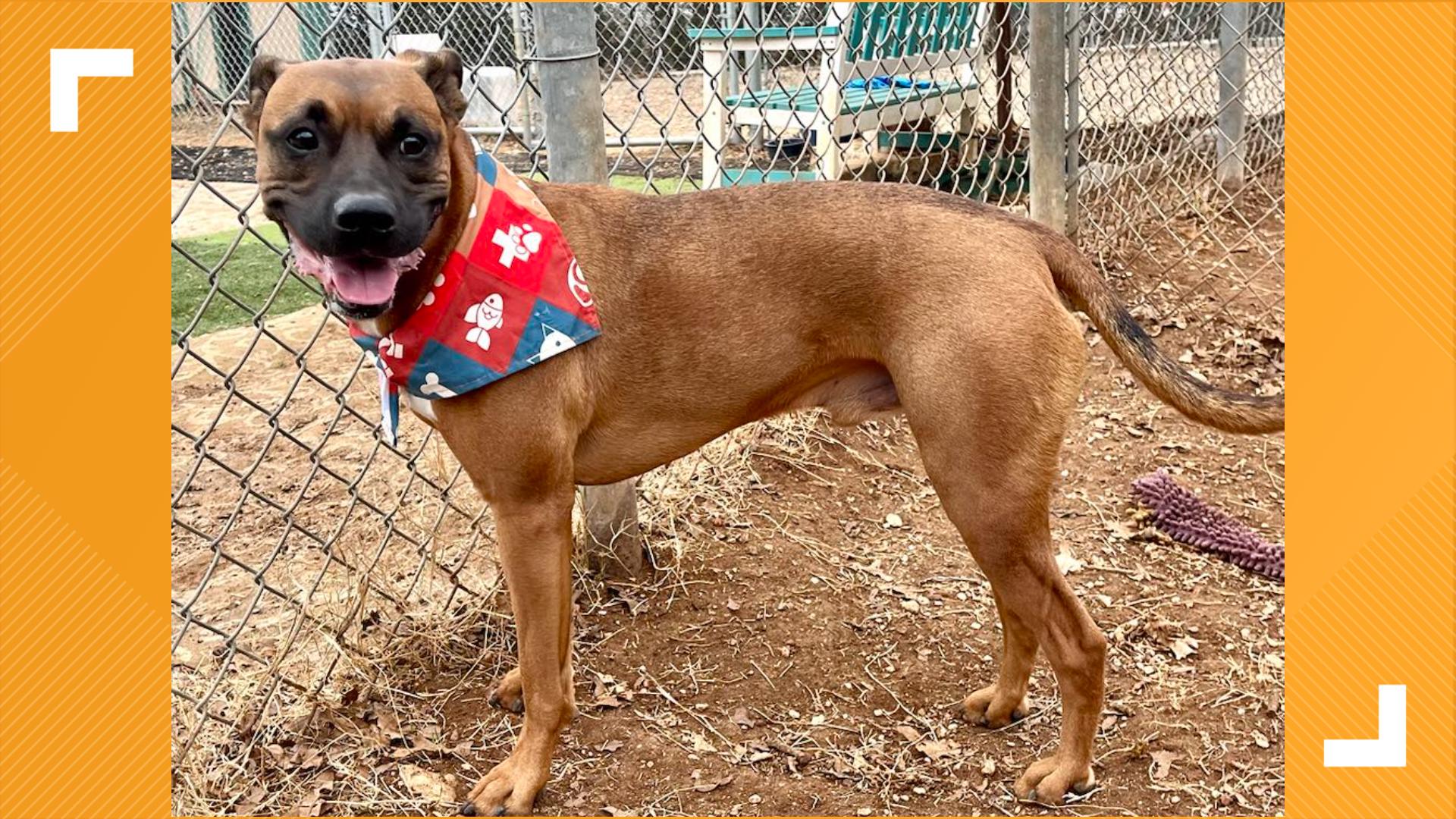 5-year-old Boxer mix named Scout has been at shelter for over three ...