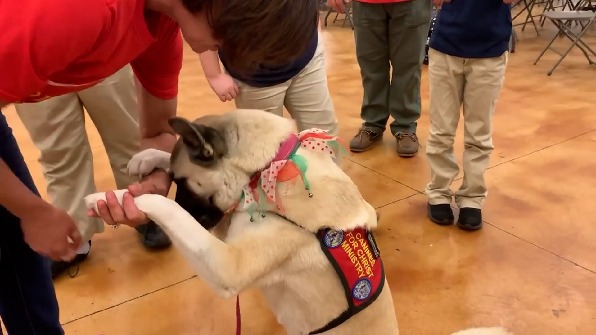 'They make you feel happy': How therapy dogs are helping a Uvalde ...