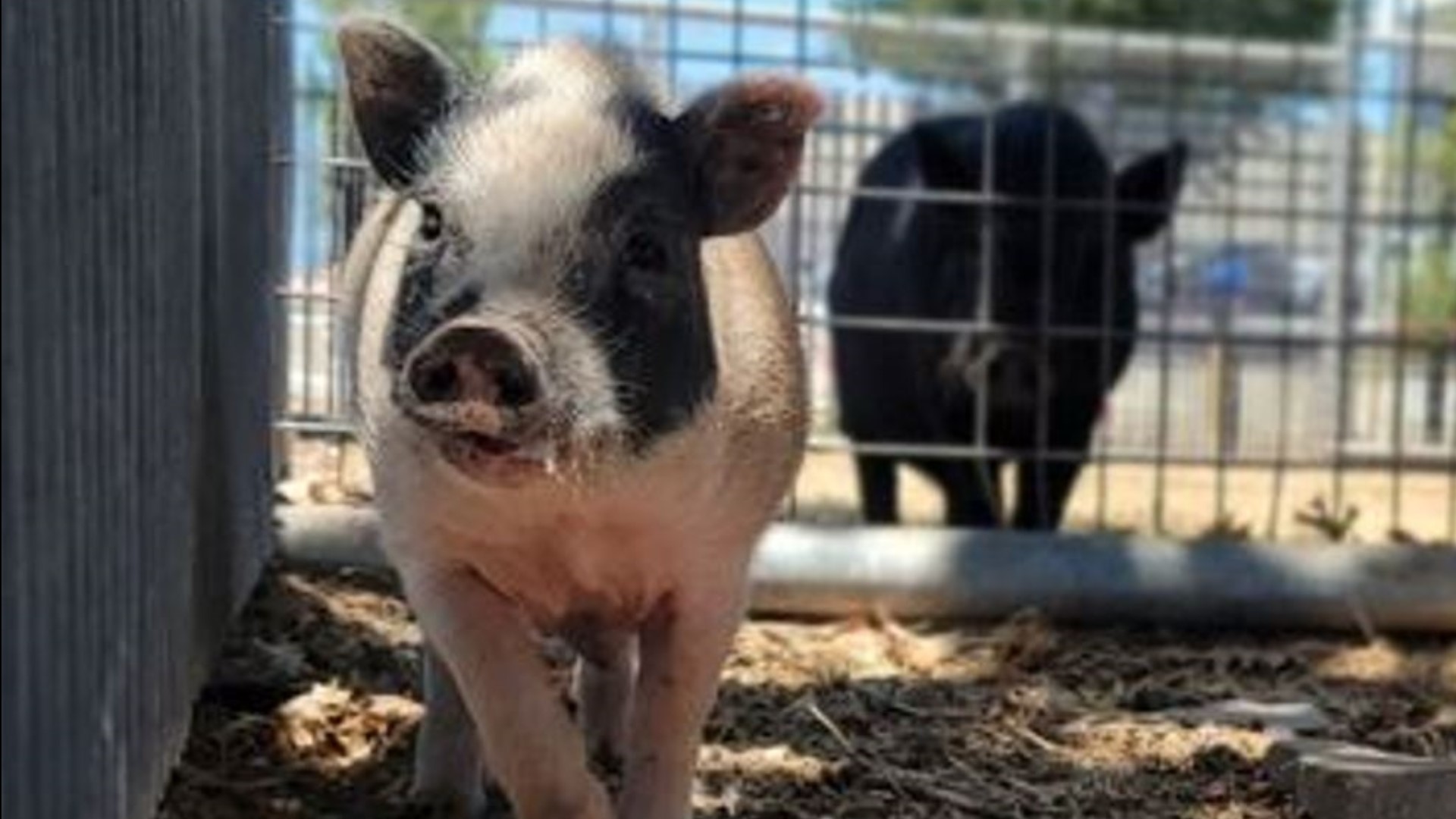 Pigs found roaming neighborhood by ACS officers | kens5.com