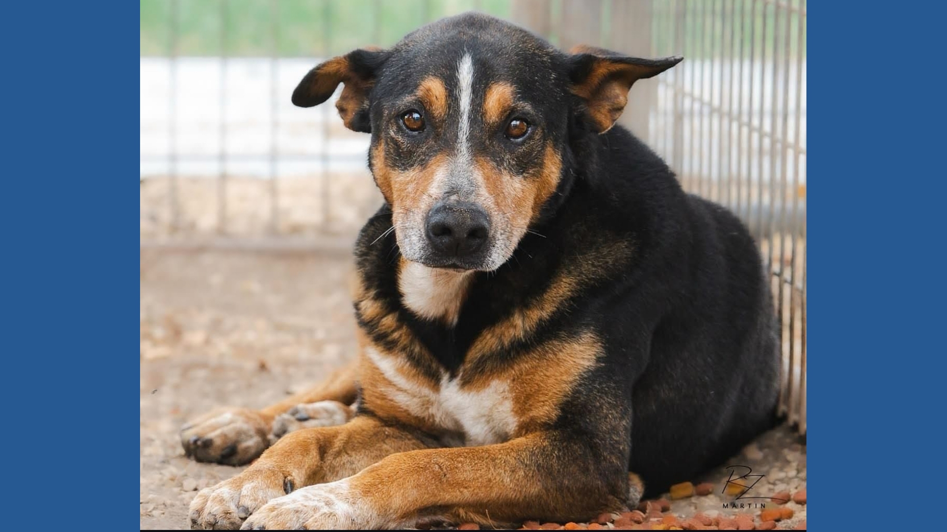Mixed breed dog named Bandit has never had his own home | Forgotten ...