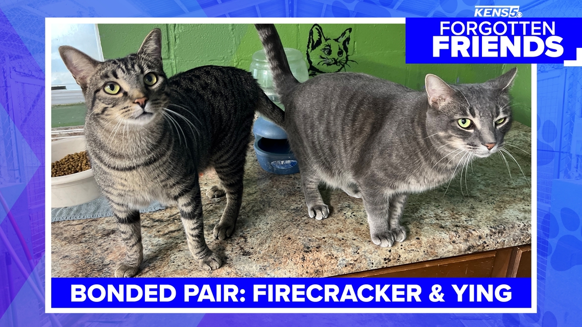 Bonded pair of felines love to hang out together | Forgotten Friends ...