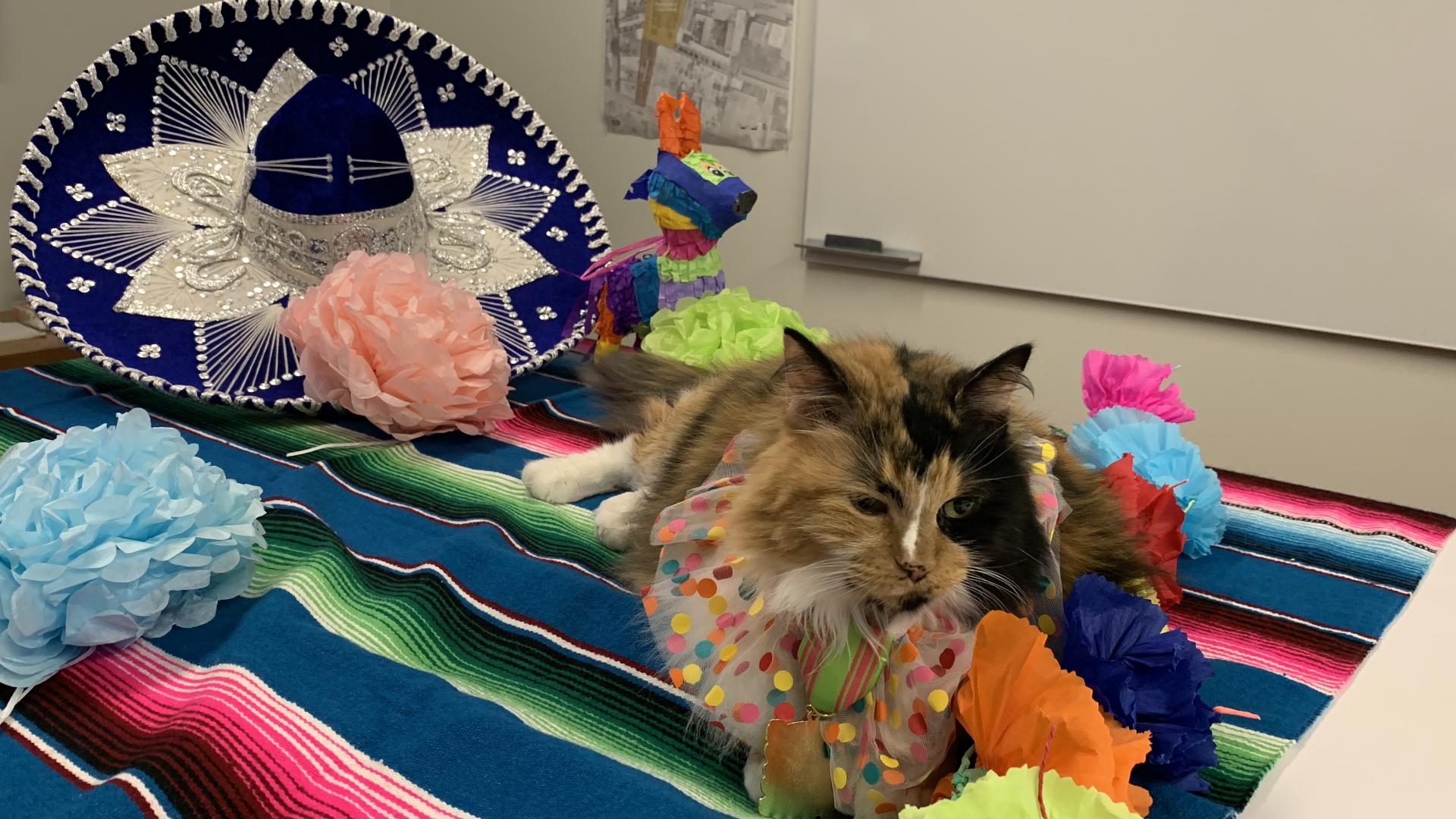 Celebrate Alamo Cat Bella's 10th Birthday with Fiesta Medal | kens5.com
