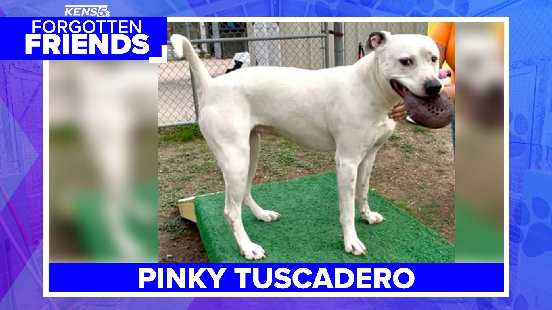 Adopt Pinky Tuscadero: A Terrier Mix Ready to Love | kens5.com