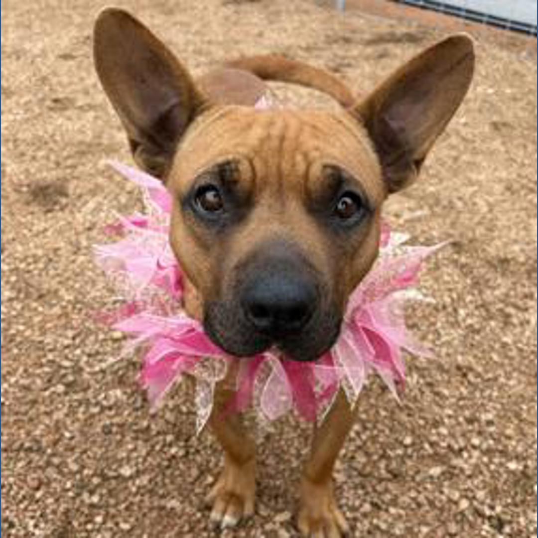 Petunia is ready for a fresh start after saving her puppies | Forgotten ...