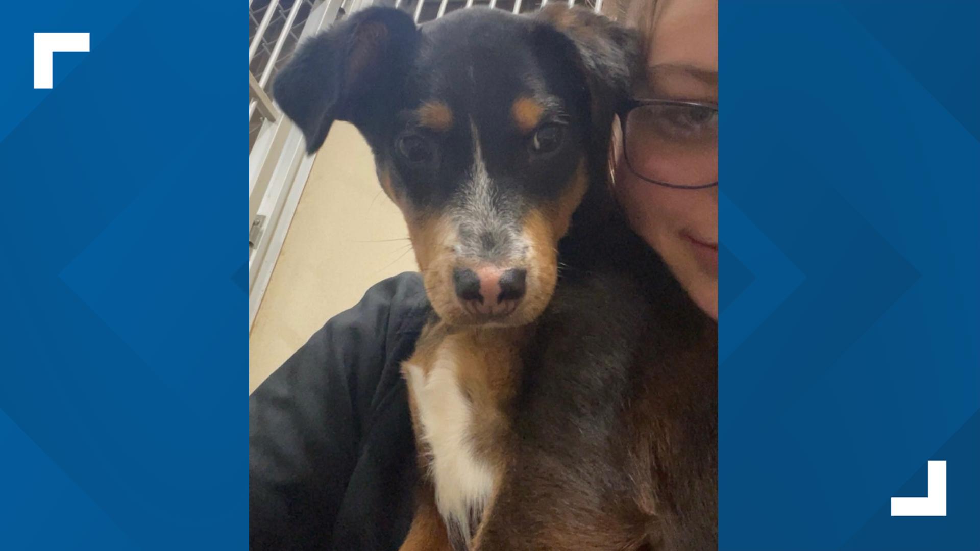 Help Neo, a 2-year-old dog, find his loving forever home | kens5.com