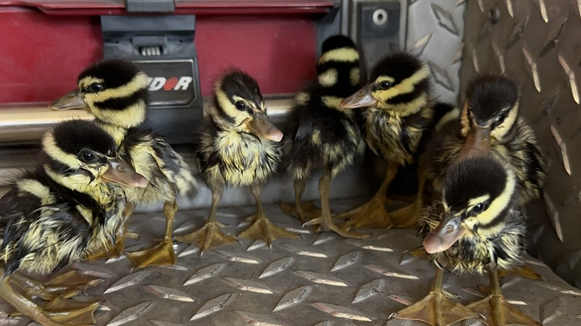 Adorable baby ducks rescued from storm grate by SAFD | kens5.com