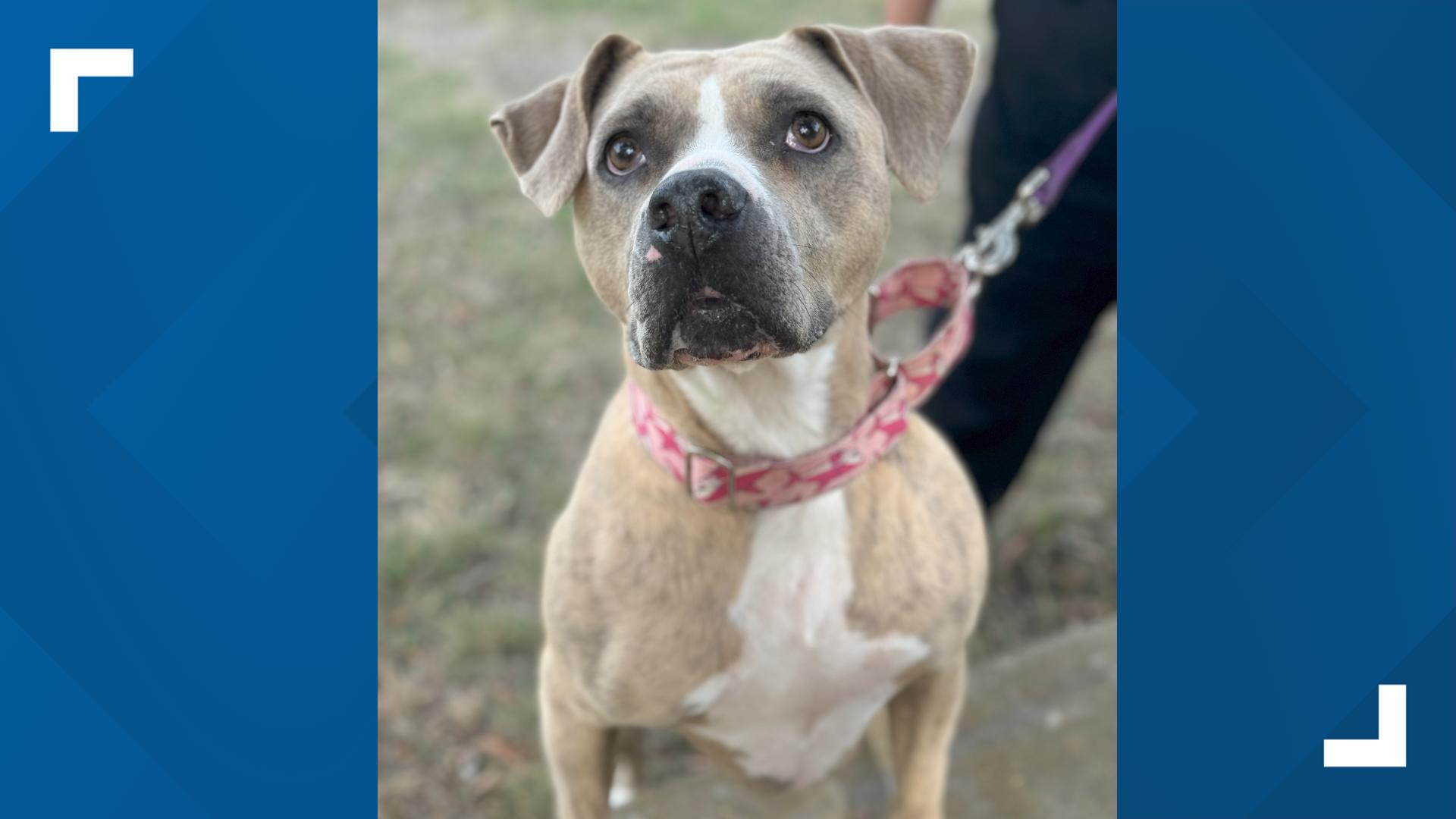 Mia has waited over a year for someone to give her a loving home ...