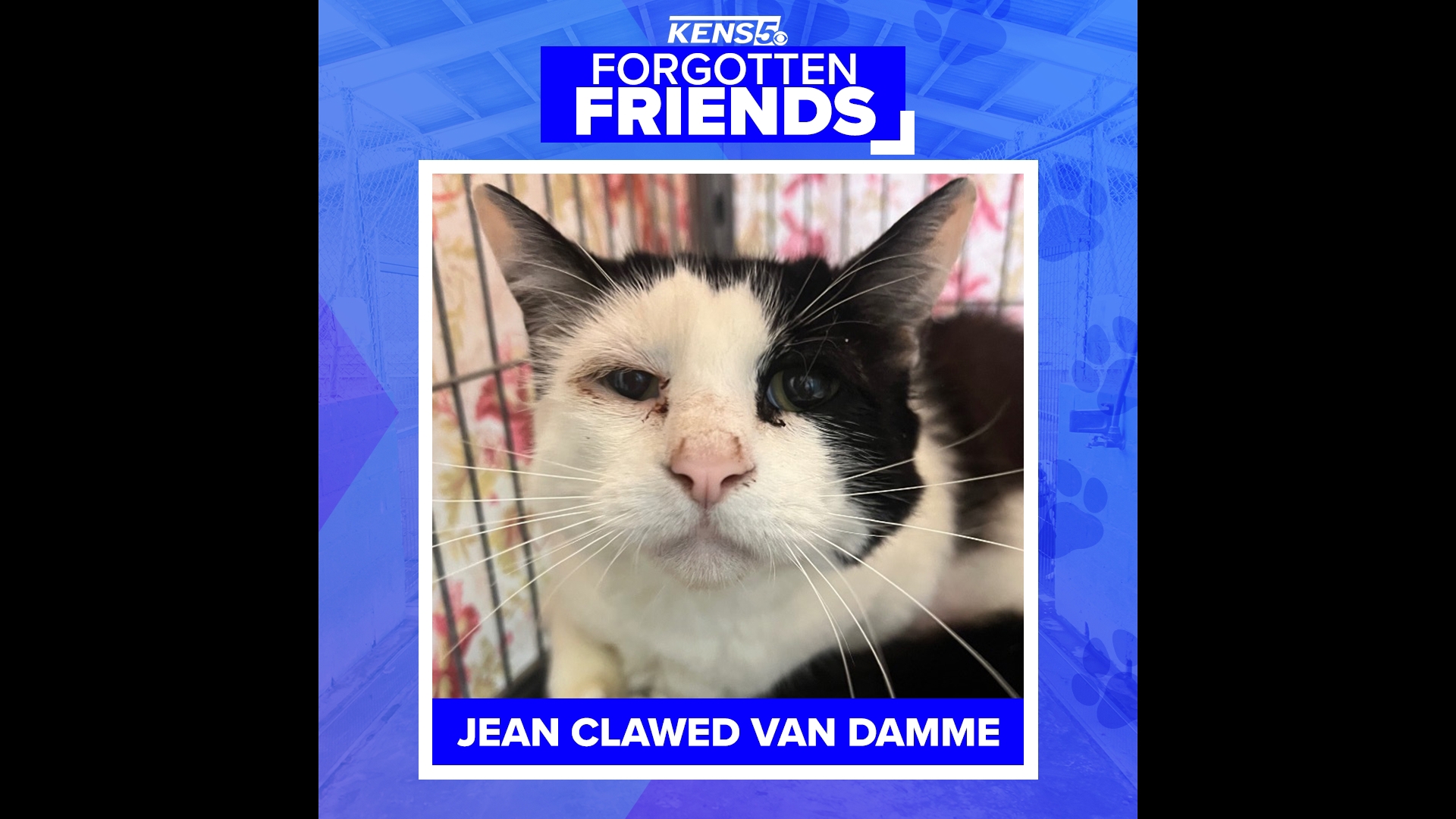 Low maintenance kitty Jean Clawed Van Damme needs loving home | kens5.com