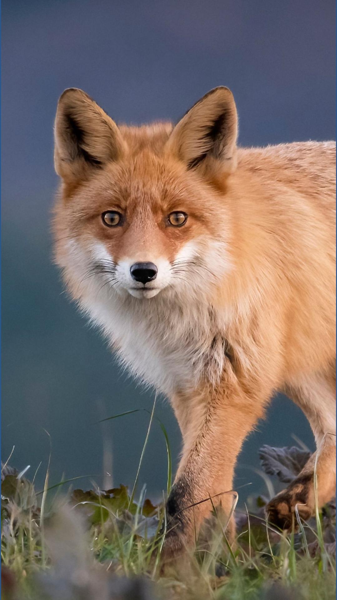 Second fox tests positive for rabies in north Bexar County | kens5.com