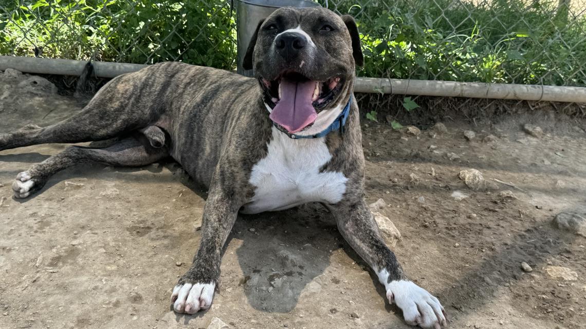 Raggedy Andy was found abandoned in a small crate in the rain | kens5.com