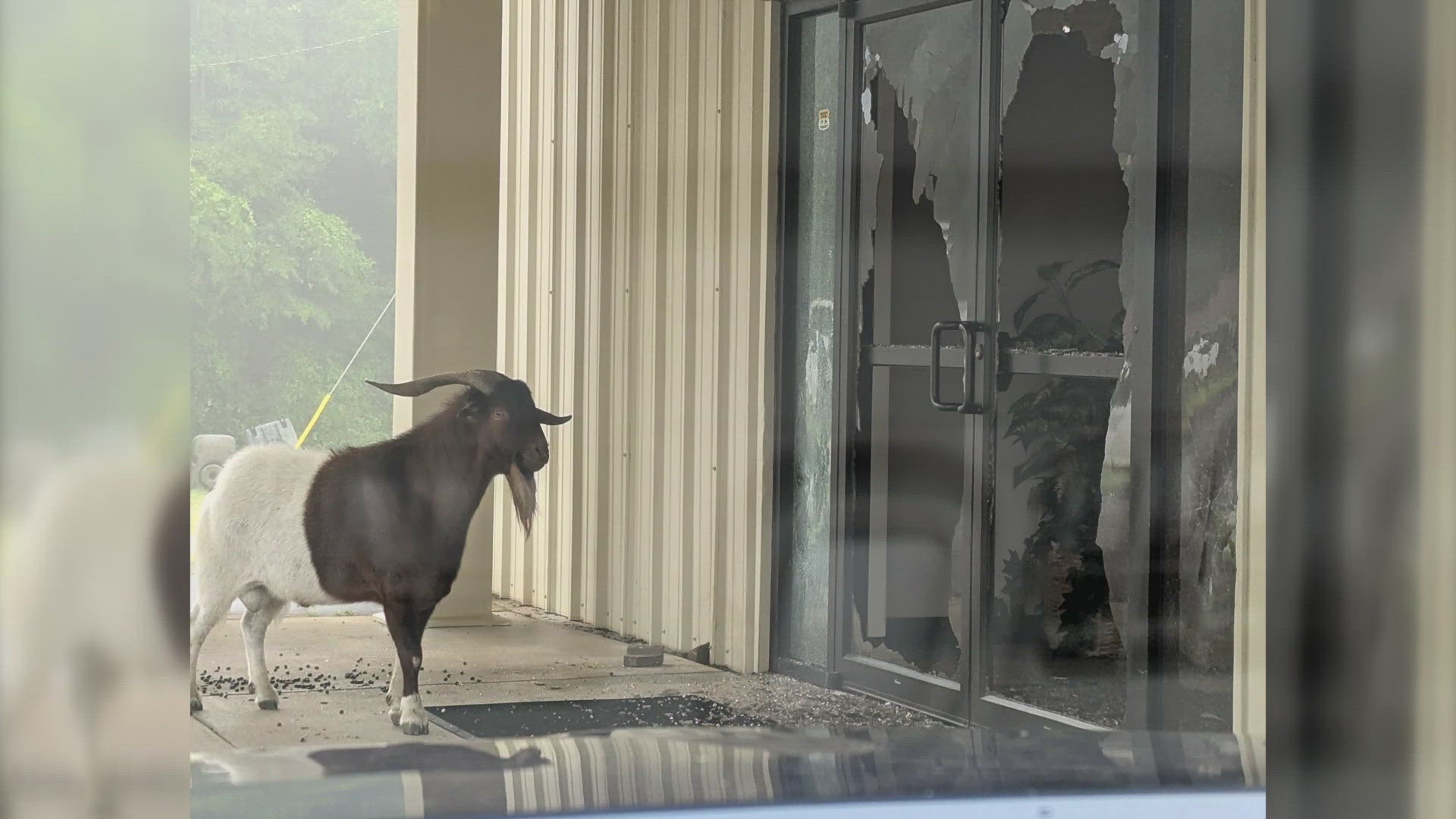 Goat breaks into church in Tyler, Texas and escapes from animal control ...
