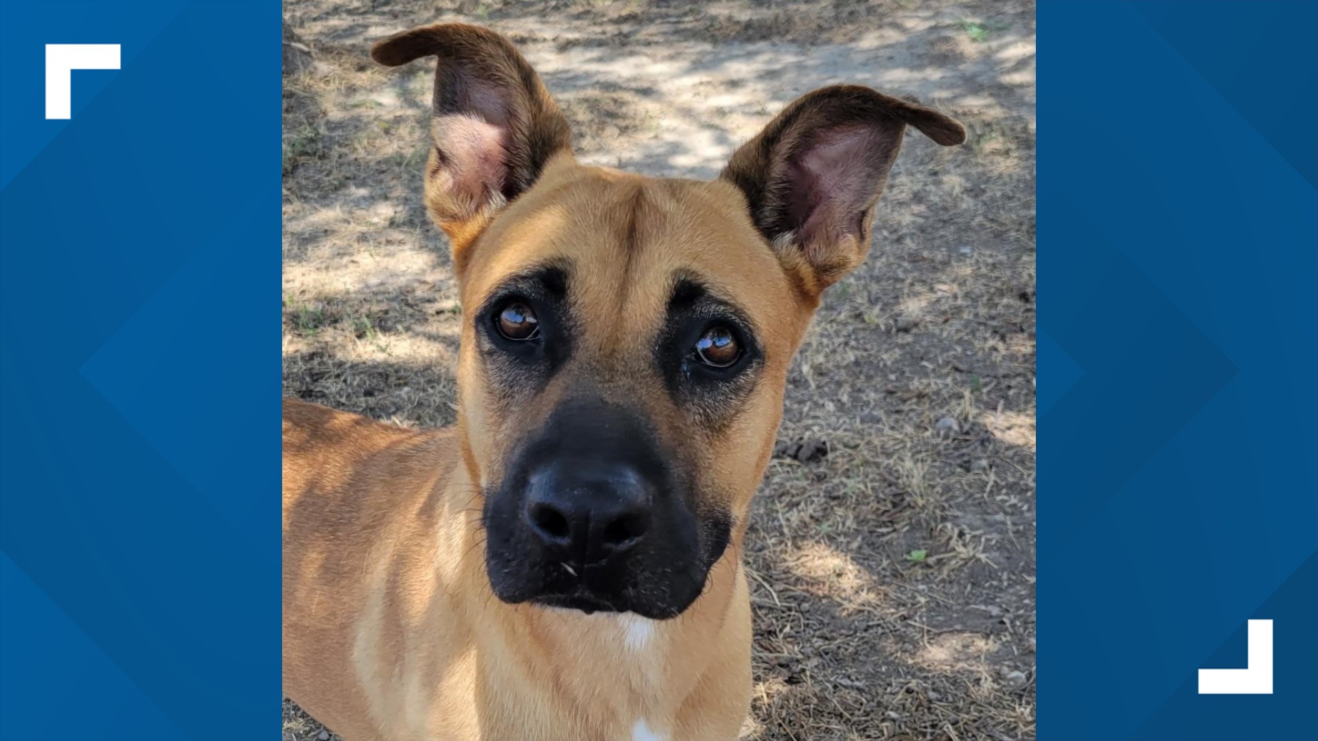 Bruno Biscuit was left tied to the door at PetSmart | kens5.com