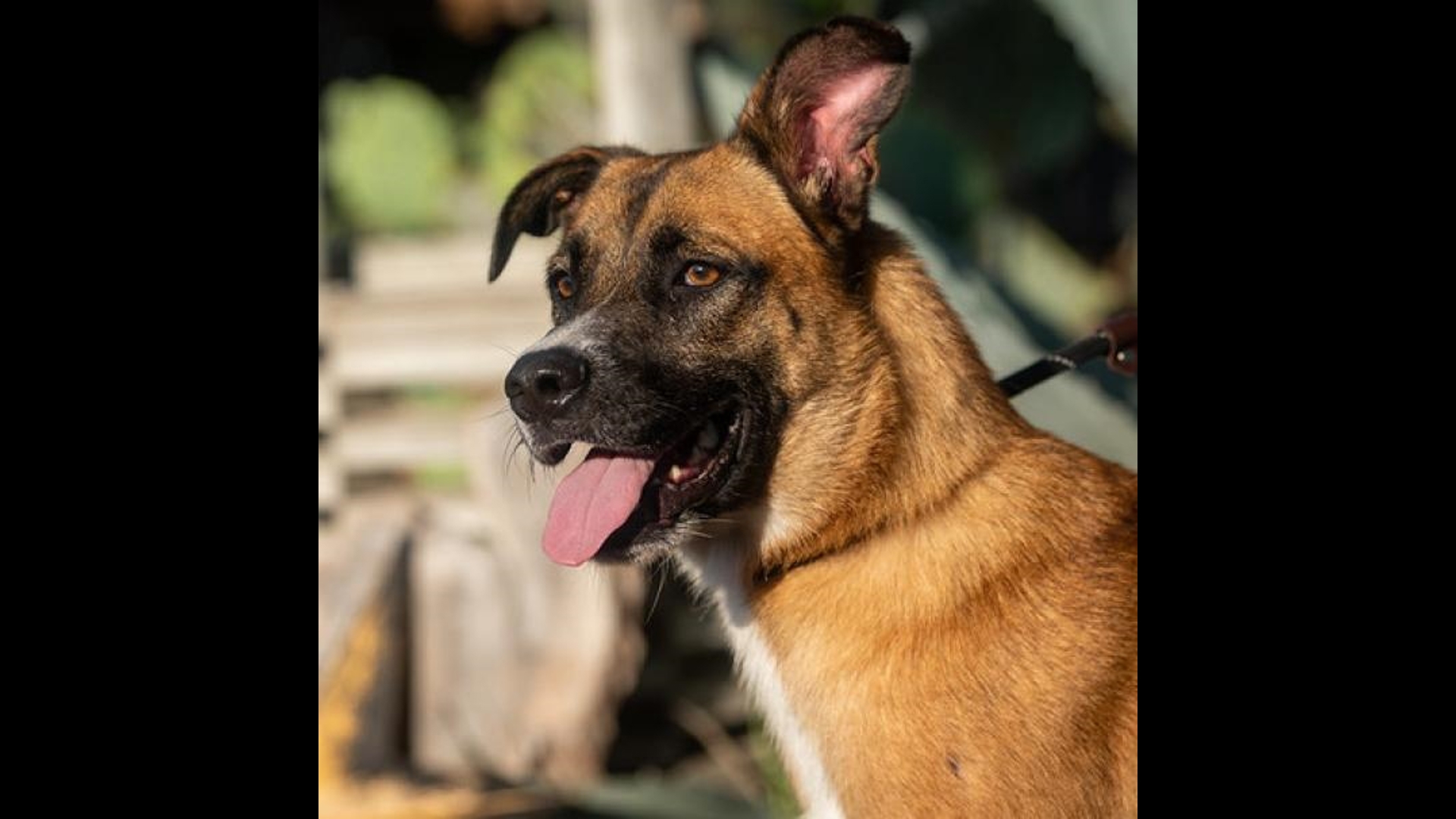 2-year-old Belgian Malinois mix has lived whole life at shelter | kens5.com
