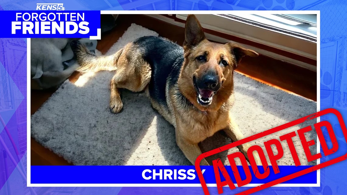 Chrissy is a sweet-tempered German Shepherd who knows a few trick ...