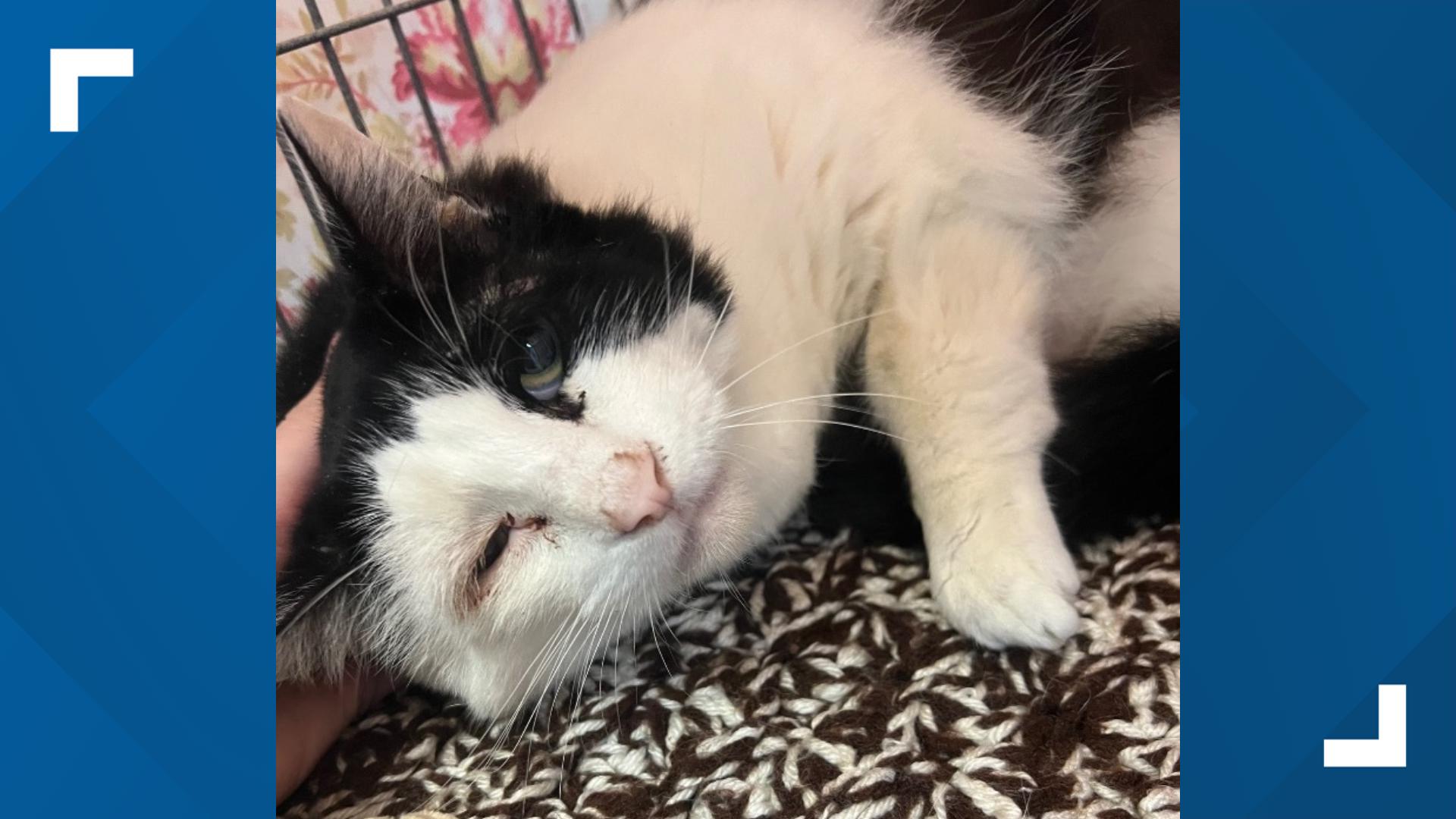 Low maintenance kitty Jean Clawed Van Damme needs loving home | kens5.com