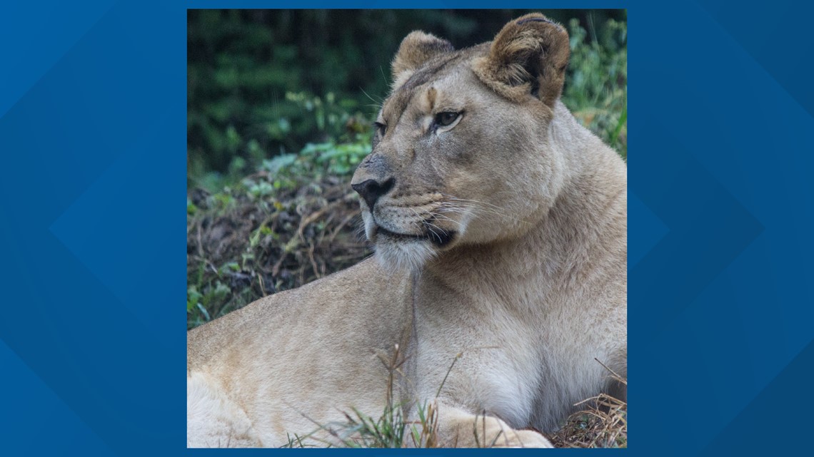 Former San Antonio Zoo lion kills lioness at Alabama zoo | kens5.com