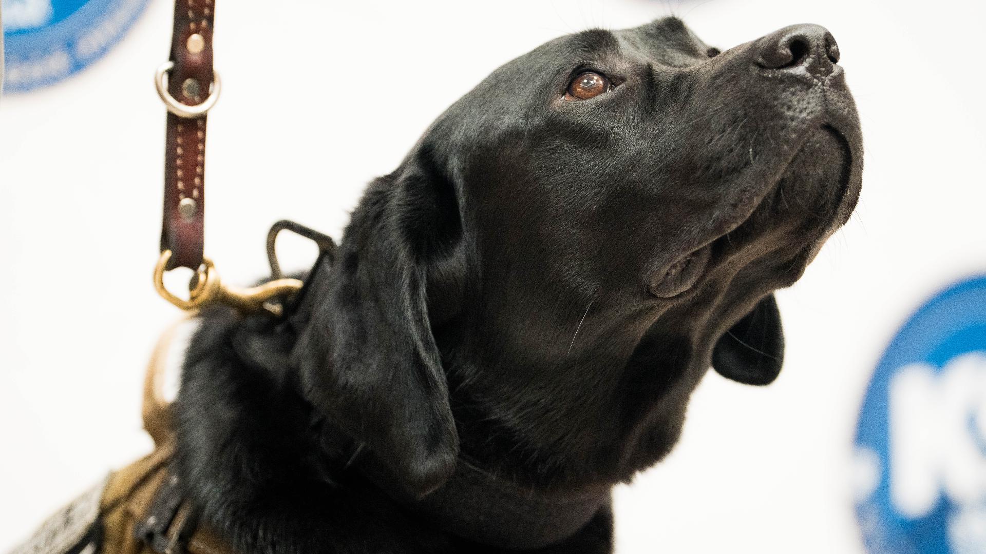 USAA names therapy dog Smoky its first Chief Pawsitivity Officer ...