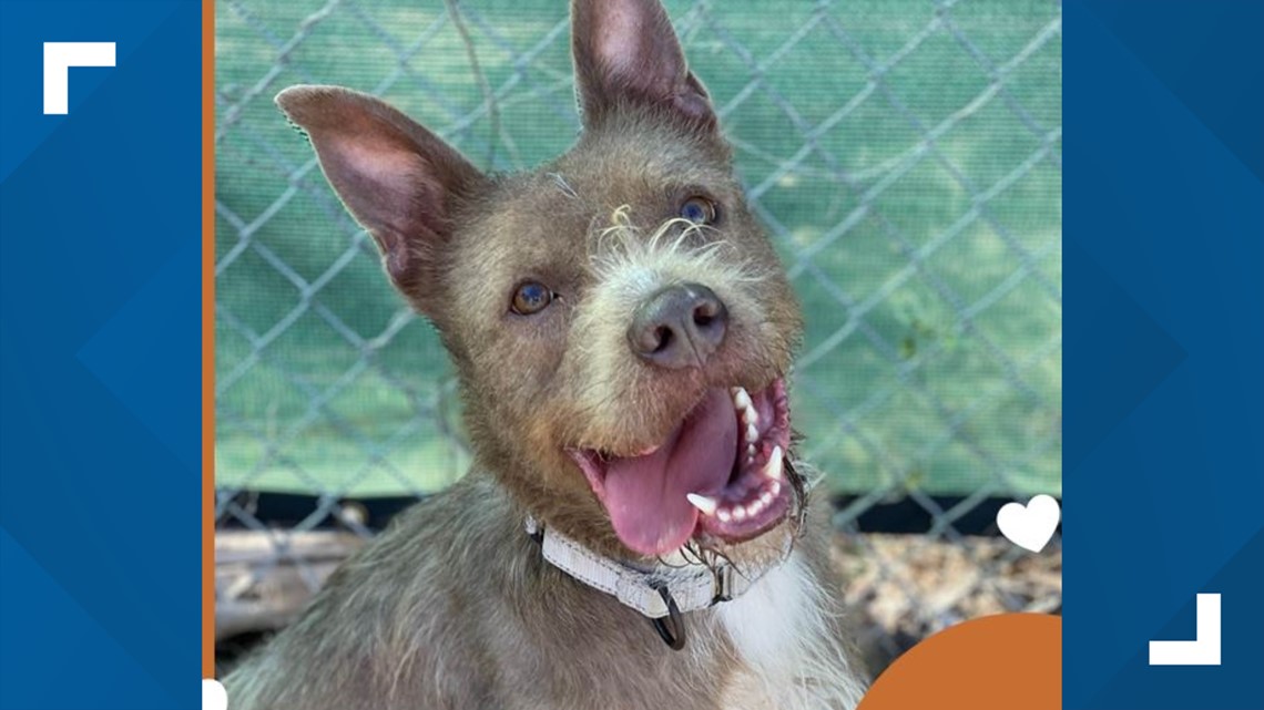 Texas pet rescue group hosting fall adoption special | kens5.com