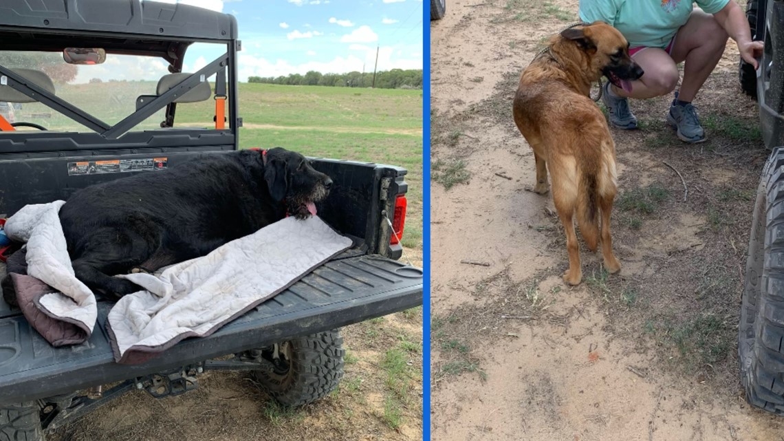 Two dogs abandoned in Wilson County appeared to be waiting for their ...