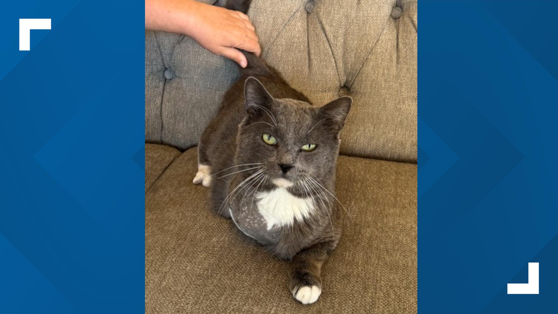 Forgotten Friends: Tripod cat named Bubba seeks lap to curl up on ...