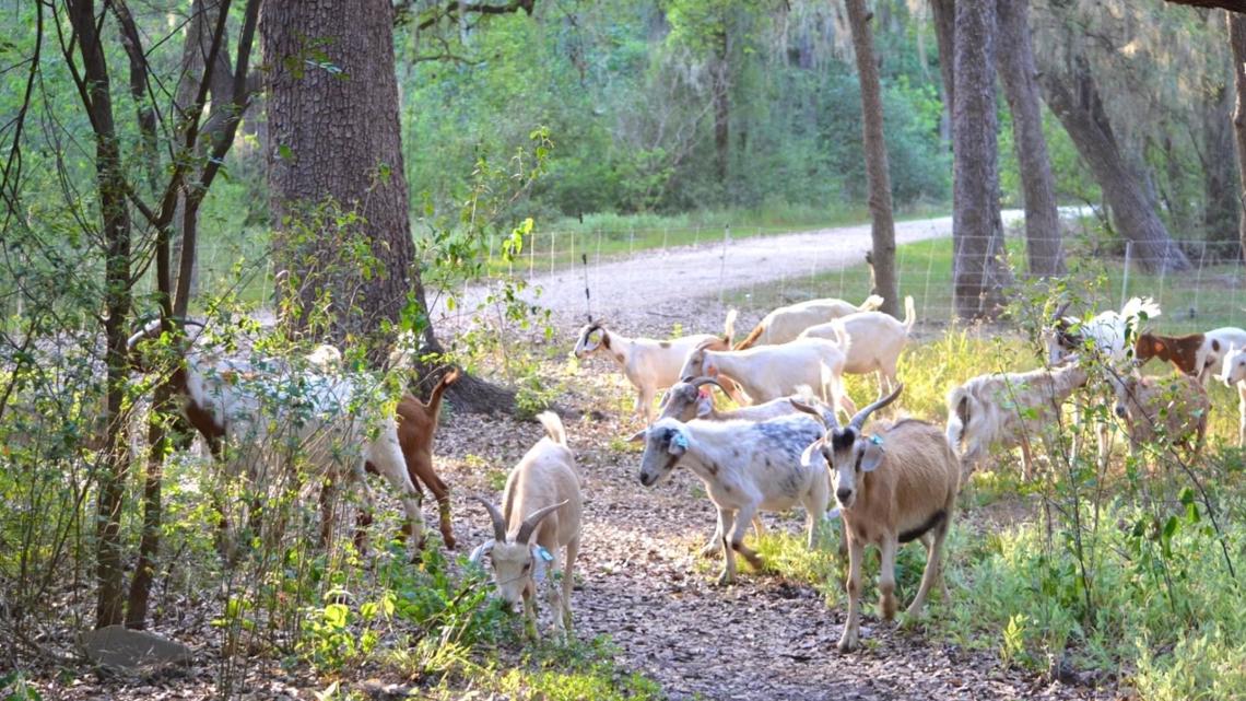 Goats help "mow" more than six acres naturally | kens5.com