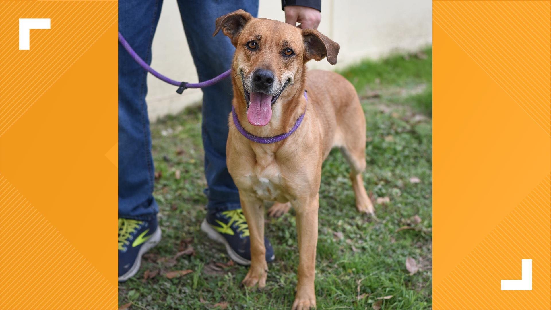 Sweet Boxer Retriever mix named Suzie has been waiting over two years ...