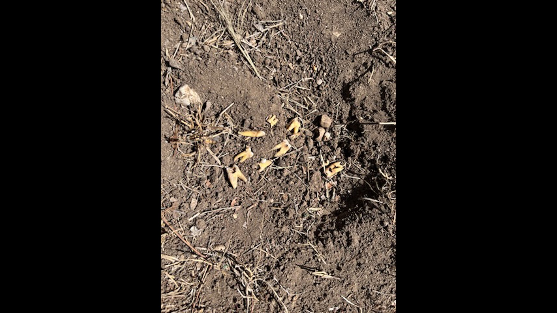 100 teeth found buried in Texas yard deemed 'old-school dental ...