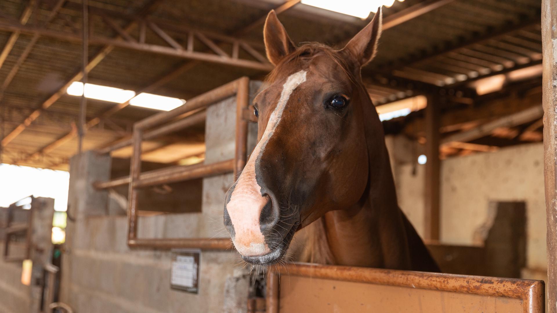 EHV in Texas: Will the deadly horse virus outbreak impact the San ...