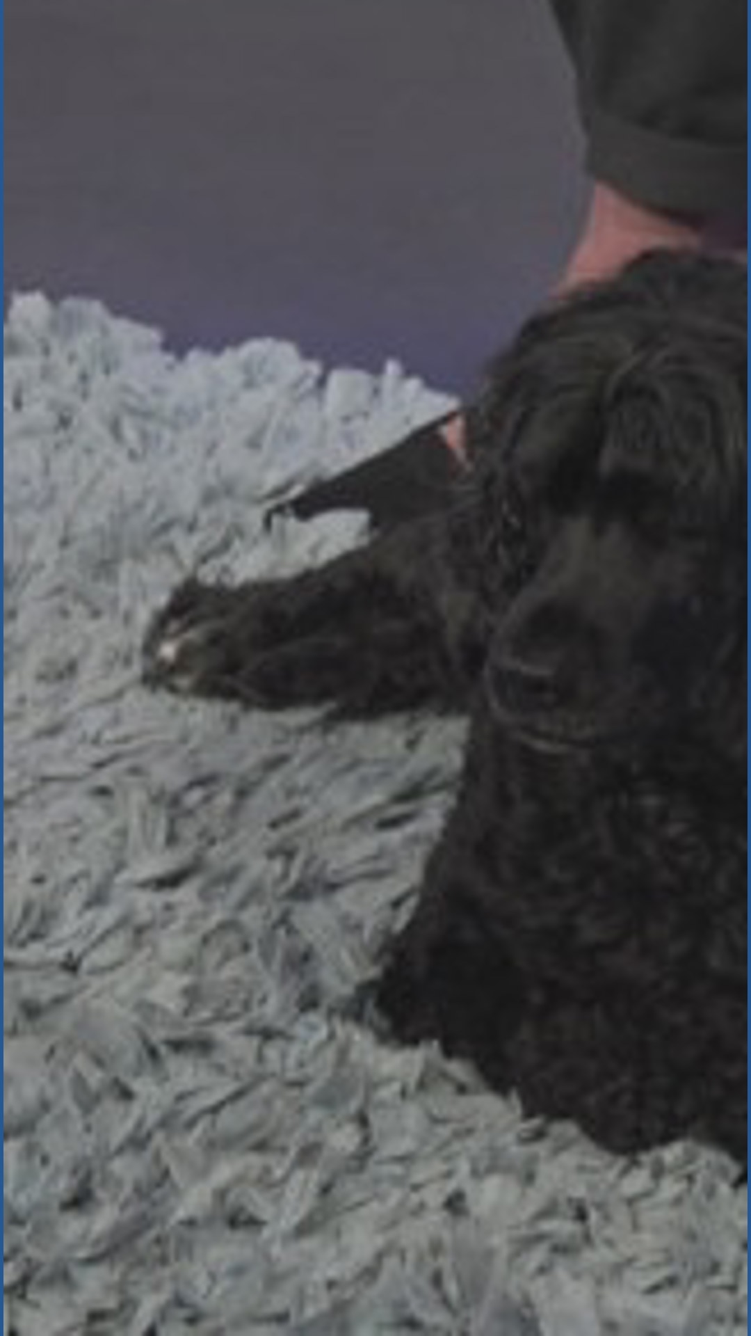 Therapy Animals of SA helping kids learn to read | Great Day SA | kens5.com