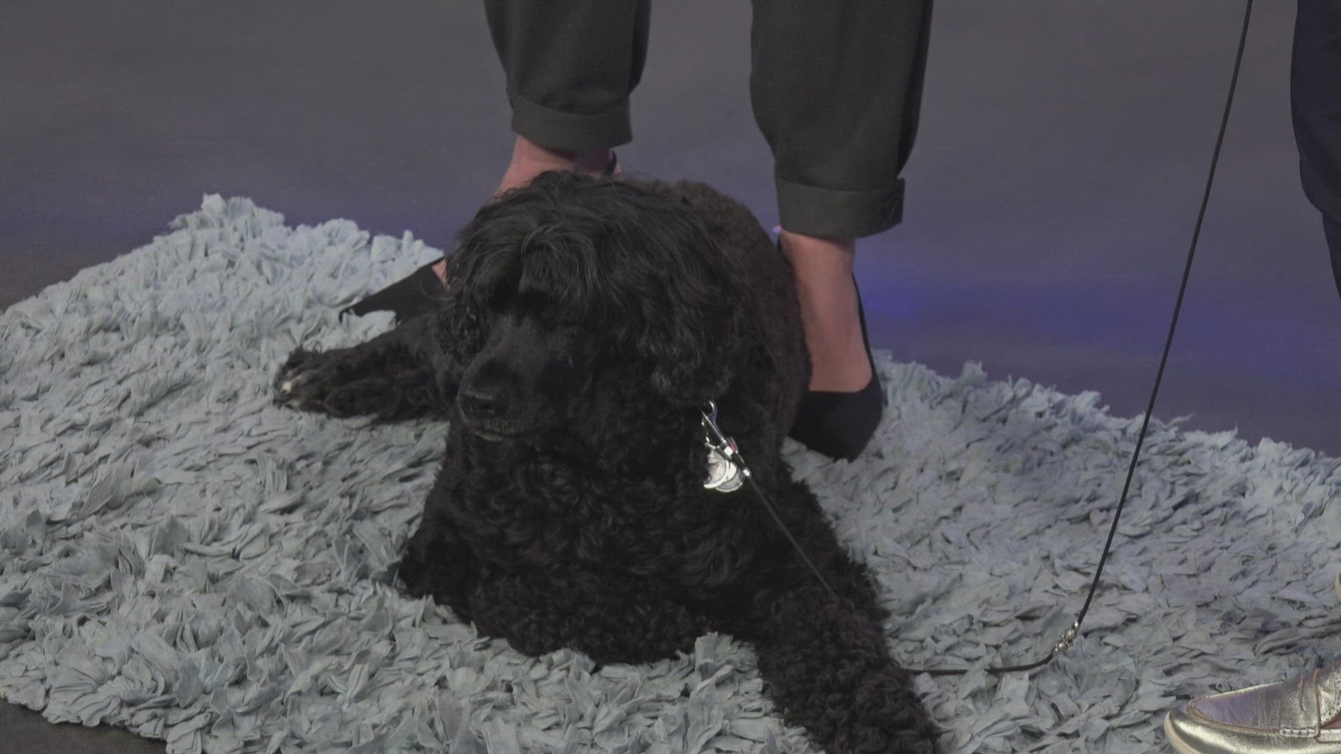 Therapy Animals of SA helping kids learn to read | Great Day SA | kens5.com