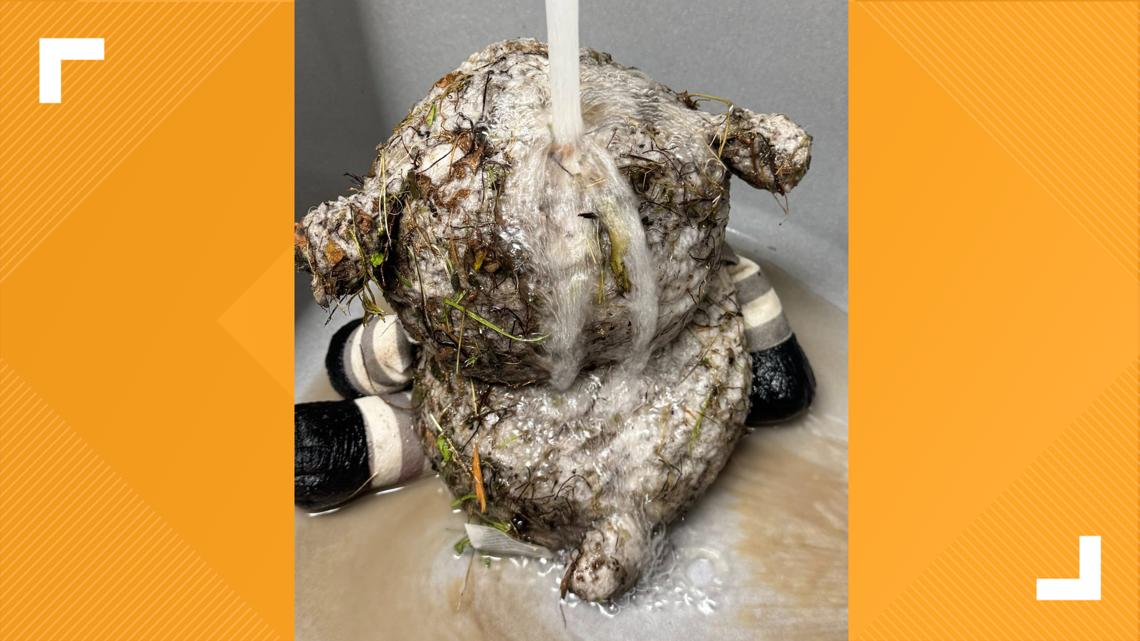 Alexis Seeks Owner of Lost Lamb Found After Texas Flood | kens5.com