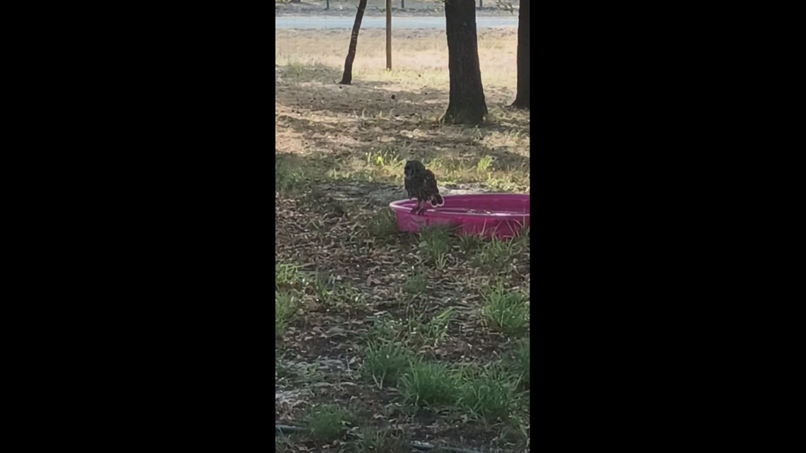 Even owls need a refreshing dip in pool these days | kens5.com