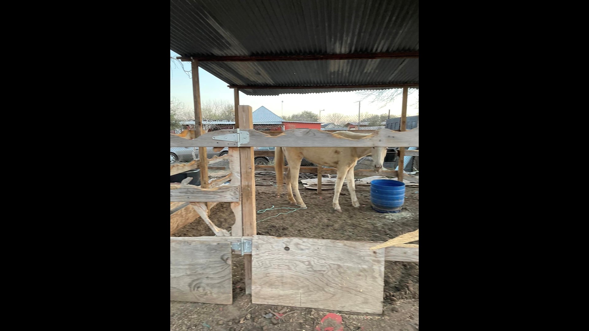 Horses rescued from deplorabel conditions, no food or water | kens5.com