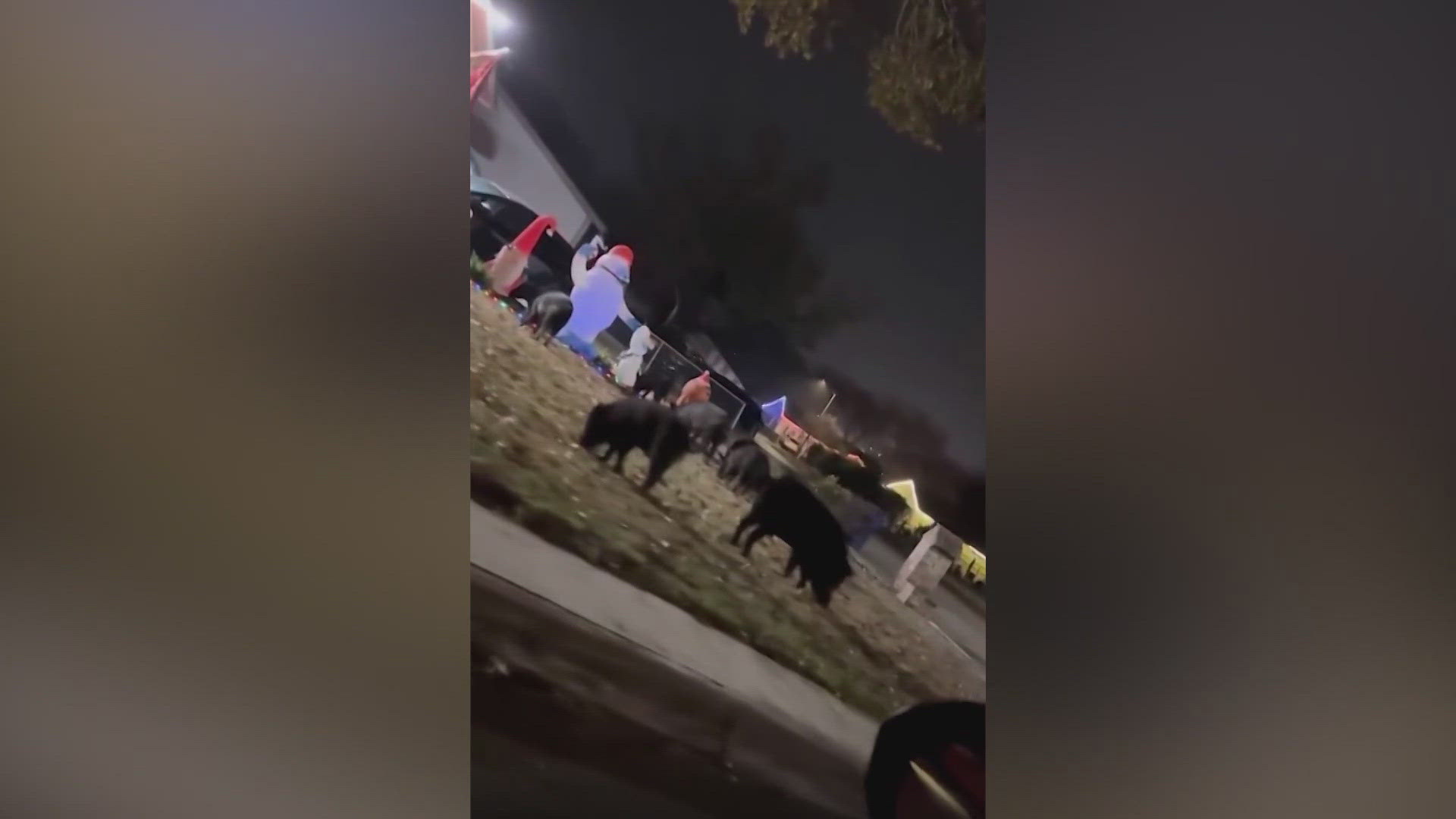 Caught on camera: Wild pig party in southeast side neighborhood | kens5.com