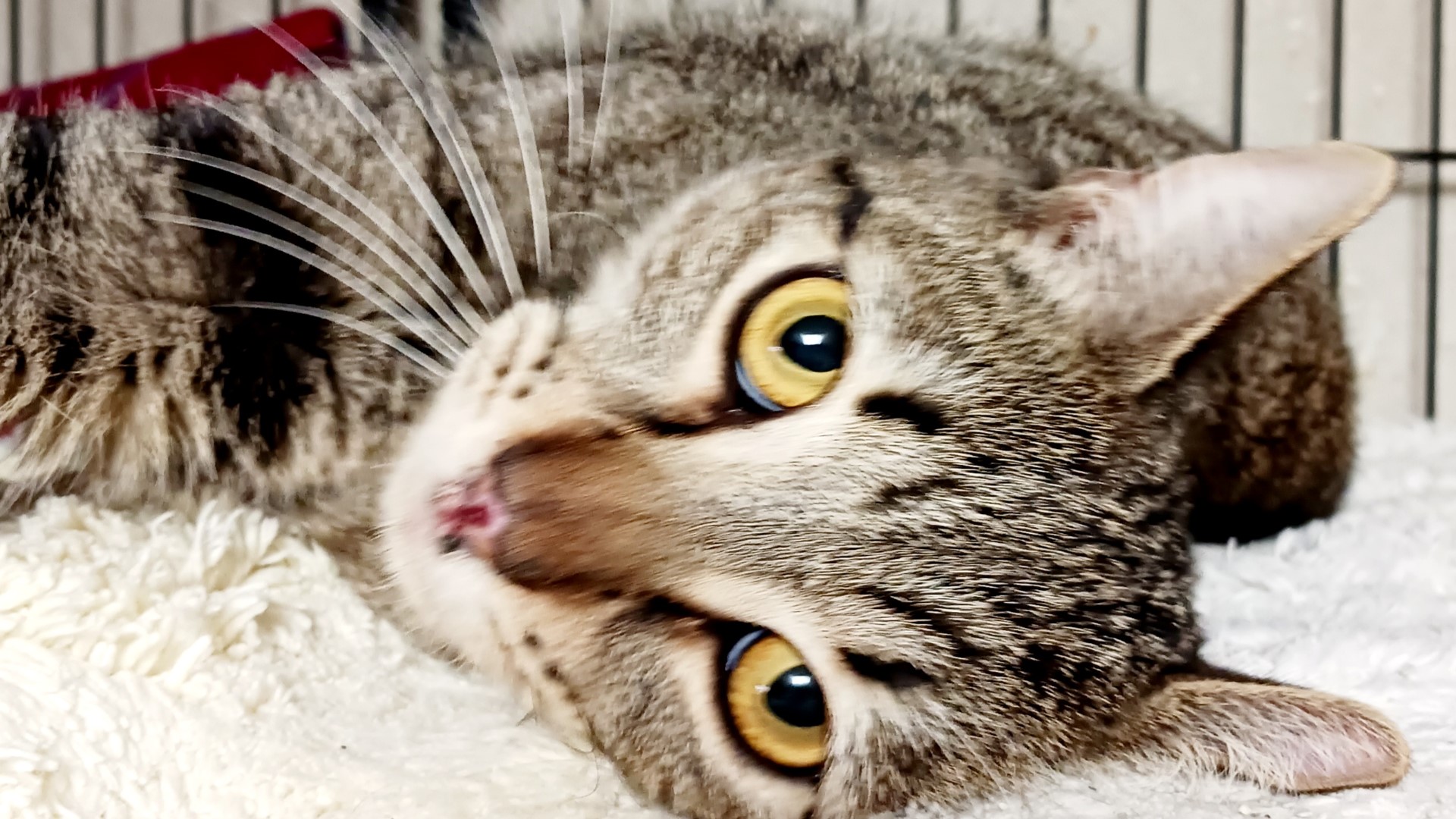 Abandoned twice, Opie now needs forever home | Forgotten Friends ...