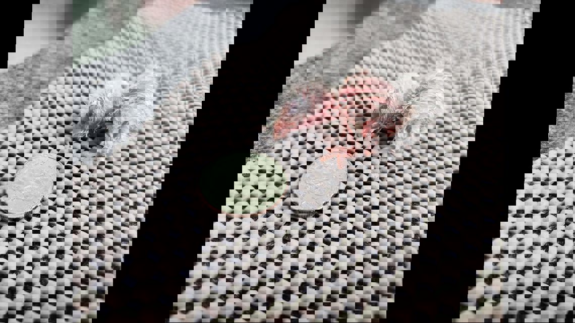 San Antonio Zoo welcomes record-breaking pygmy falcon chick | kens5.com