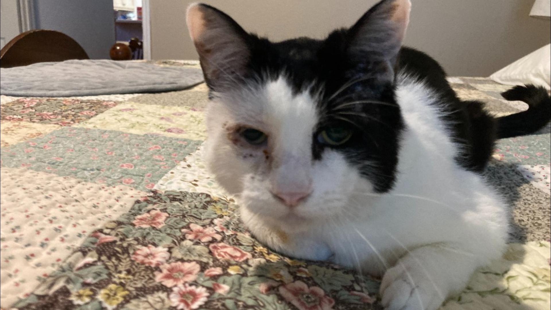 Low maintenance kitty Jean Clawed Van Damme needs loving home | kens5.com