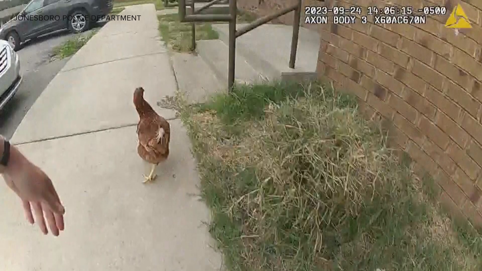 Police apprehend chicken after hilarious chase | kens5.com