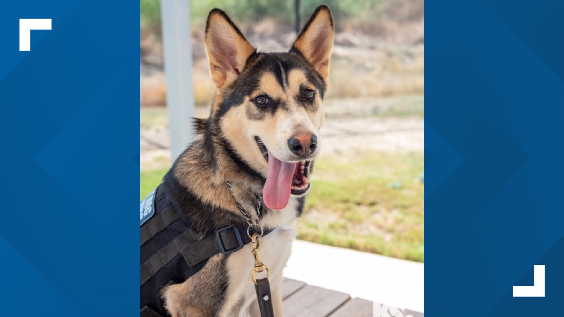 Bexar County Medical Examiner's Office welcomes support K9 | kens5.com
