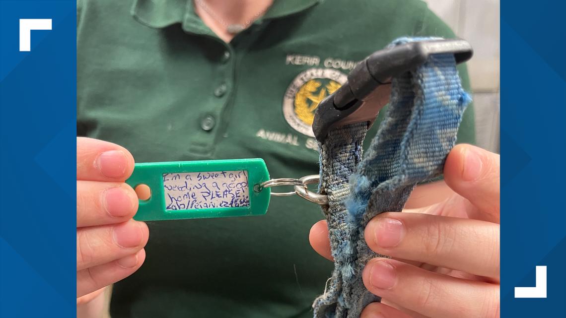 Lab mix found with heartbreaking note at risk of euthanasia | kens5.com