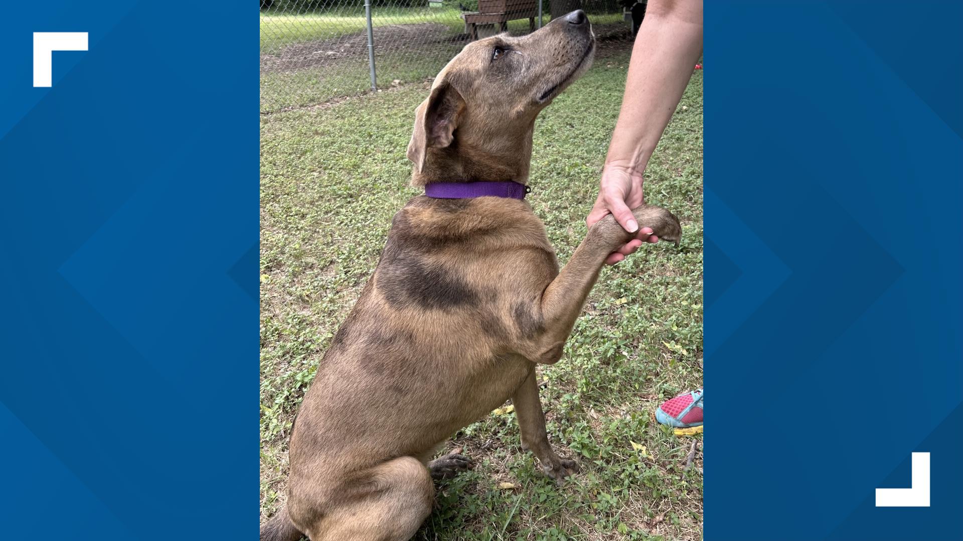 Bonded pair of dogs looking for loving home | Forgotten Friends | kens5.com