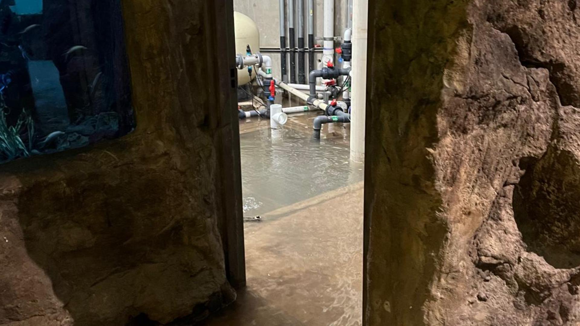 Zoo reopens after Tuesday's flooding, needs your help | kens5.com
