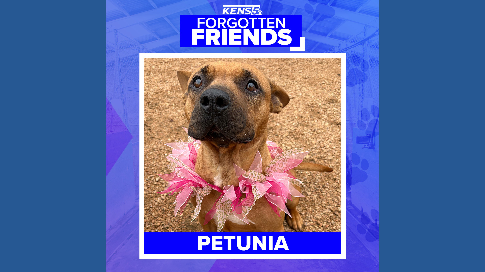 Petunia is ready for a fresh start after saving her puppies | Forgotten ...
