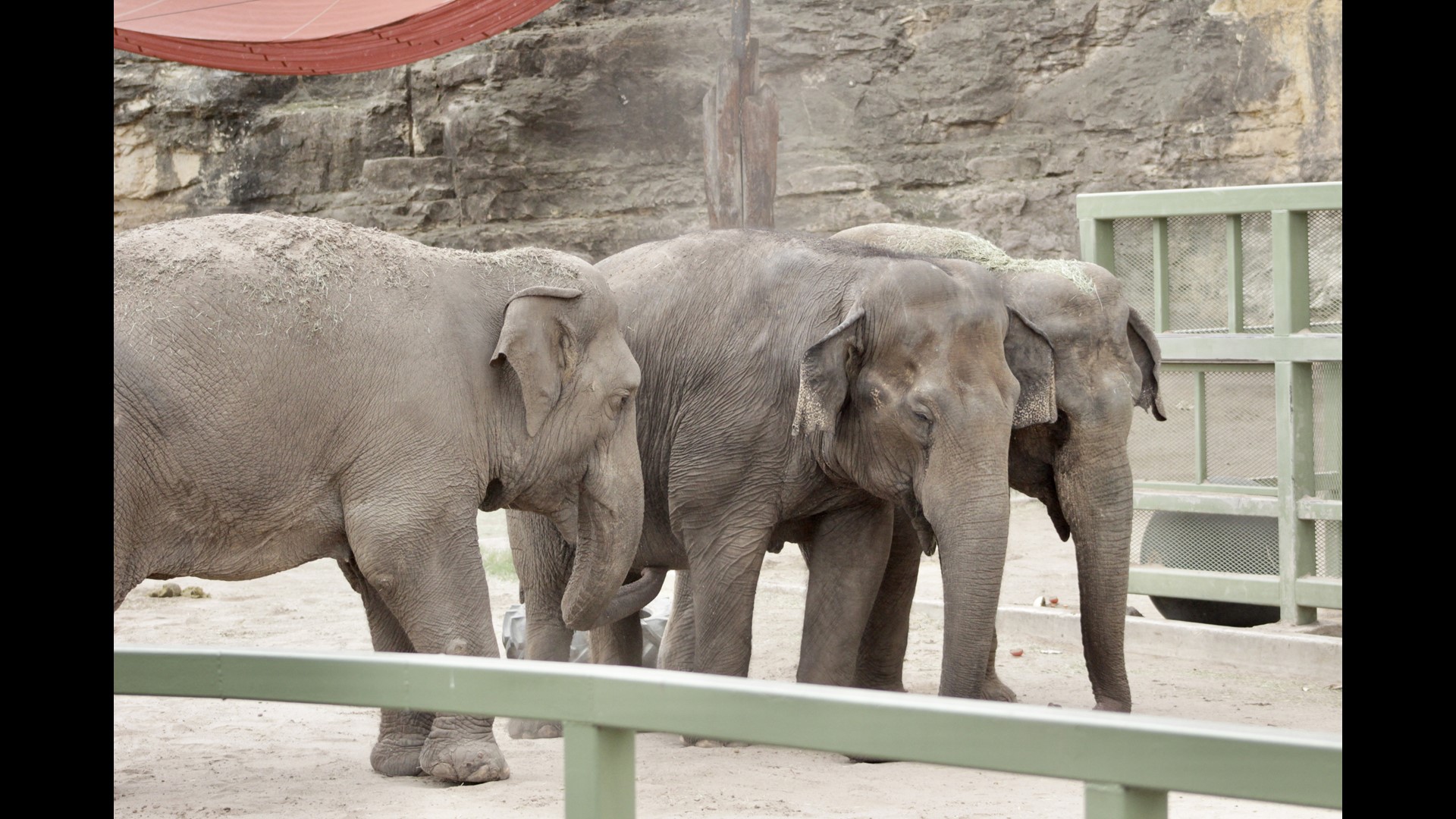 Asian elephant at San Antonio Zoo moving to sactuary | kens5.com