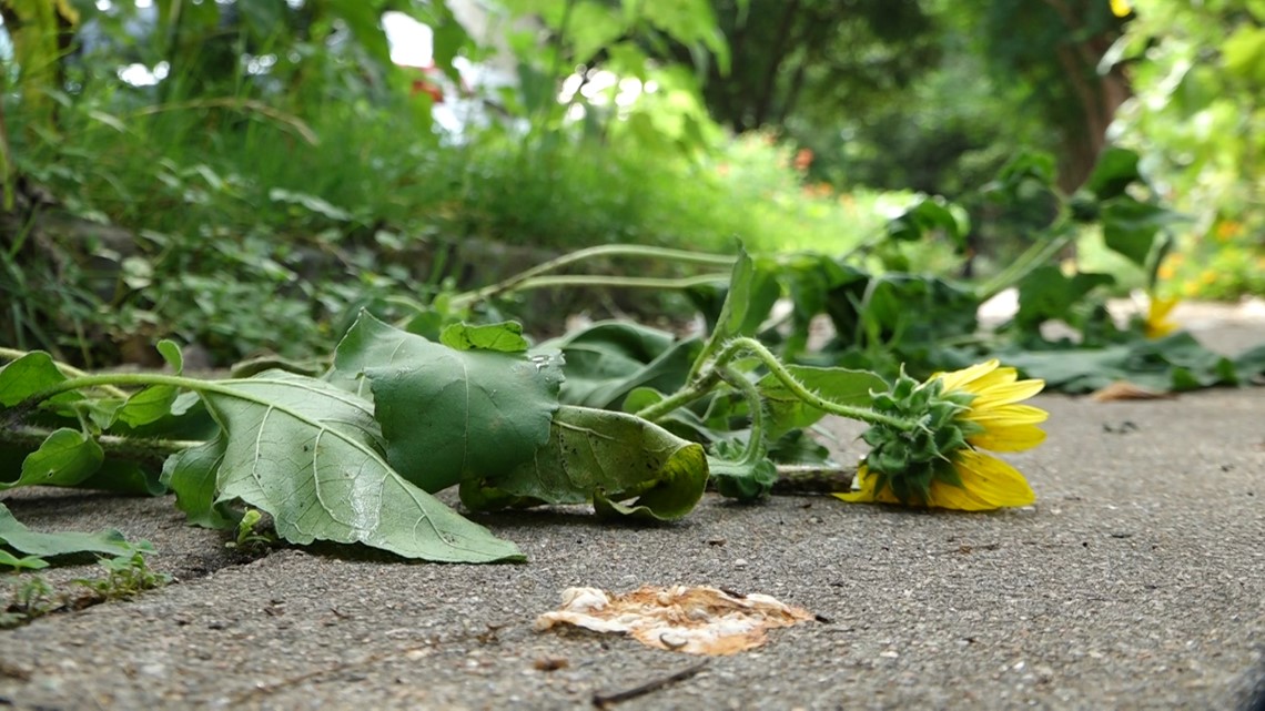 Serial gardener destroying plants in two San Antonio neighborhoods ...