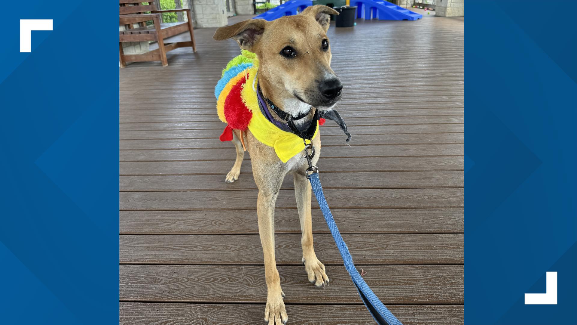 George Strait has waited for his own home for 484 days | kens5.com