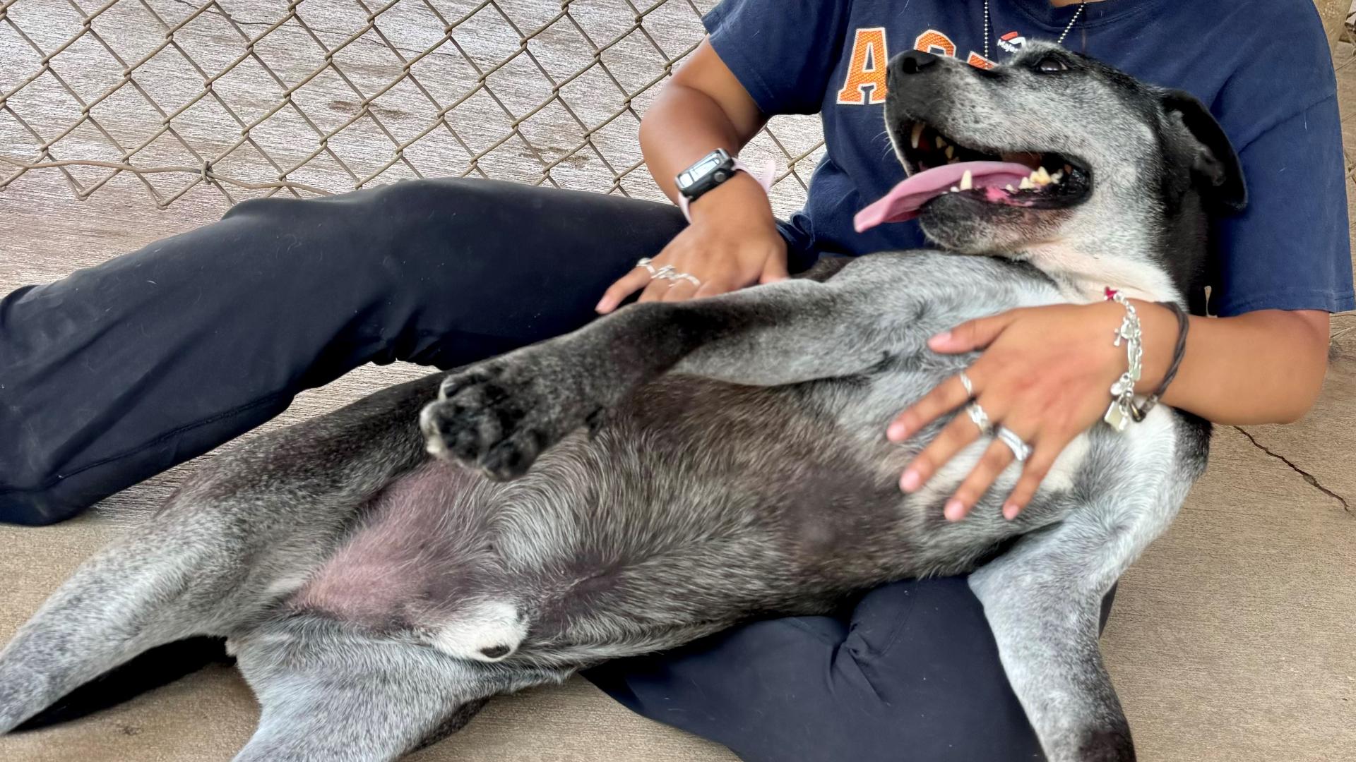 Forgotten Friends | Monty has been waiting at shelter over six years | kens5.com