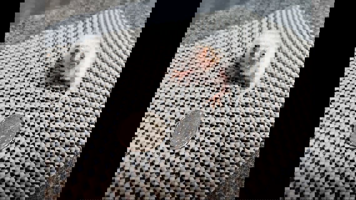 San Antonio Zoo welcomes record-breaking pygmy falcon chick | kens5.com